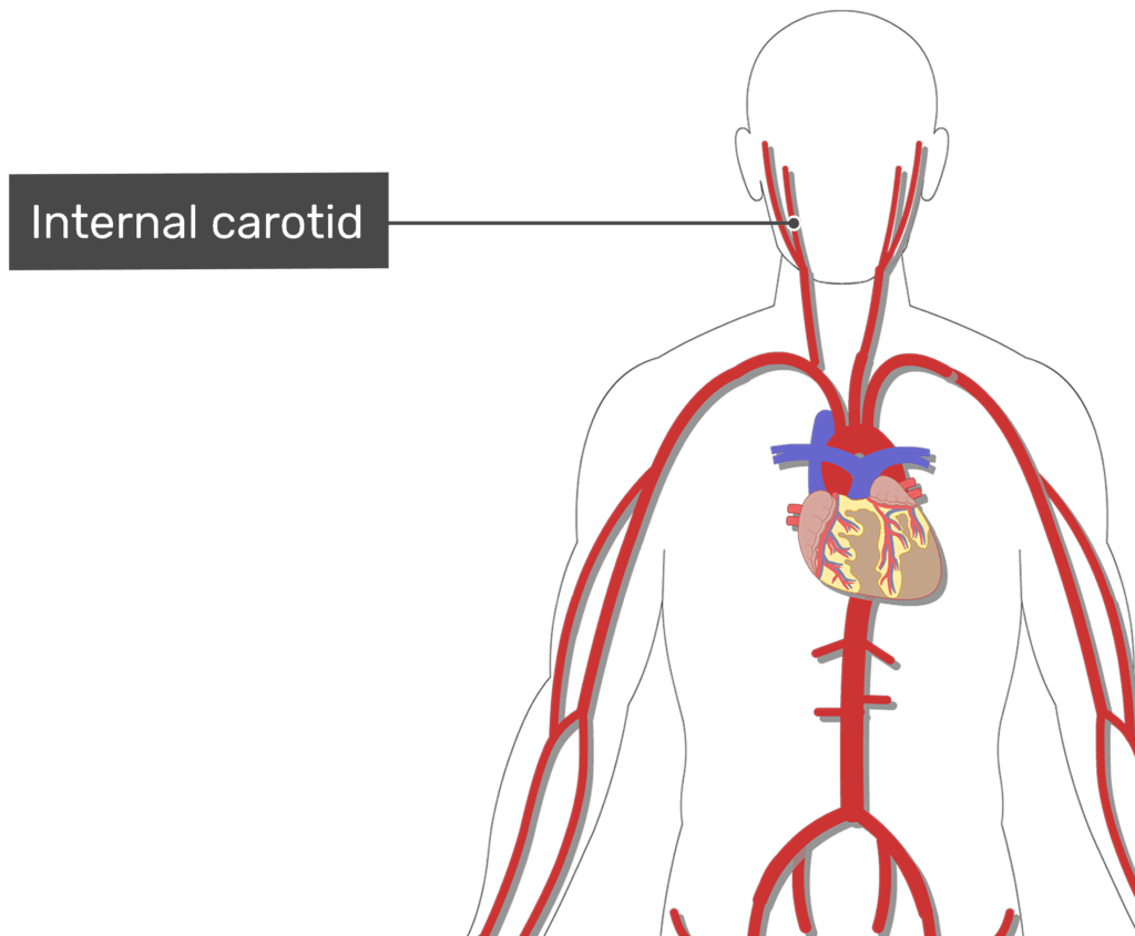 Major Systemic Arteries And Veins Of The Body