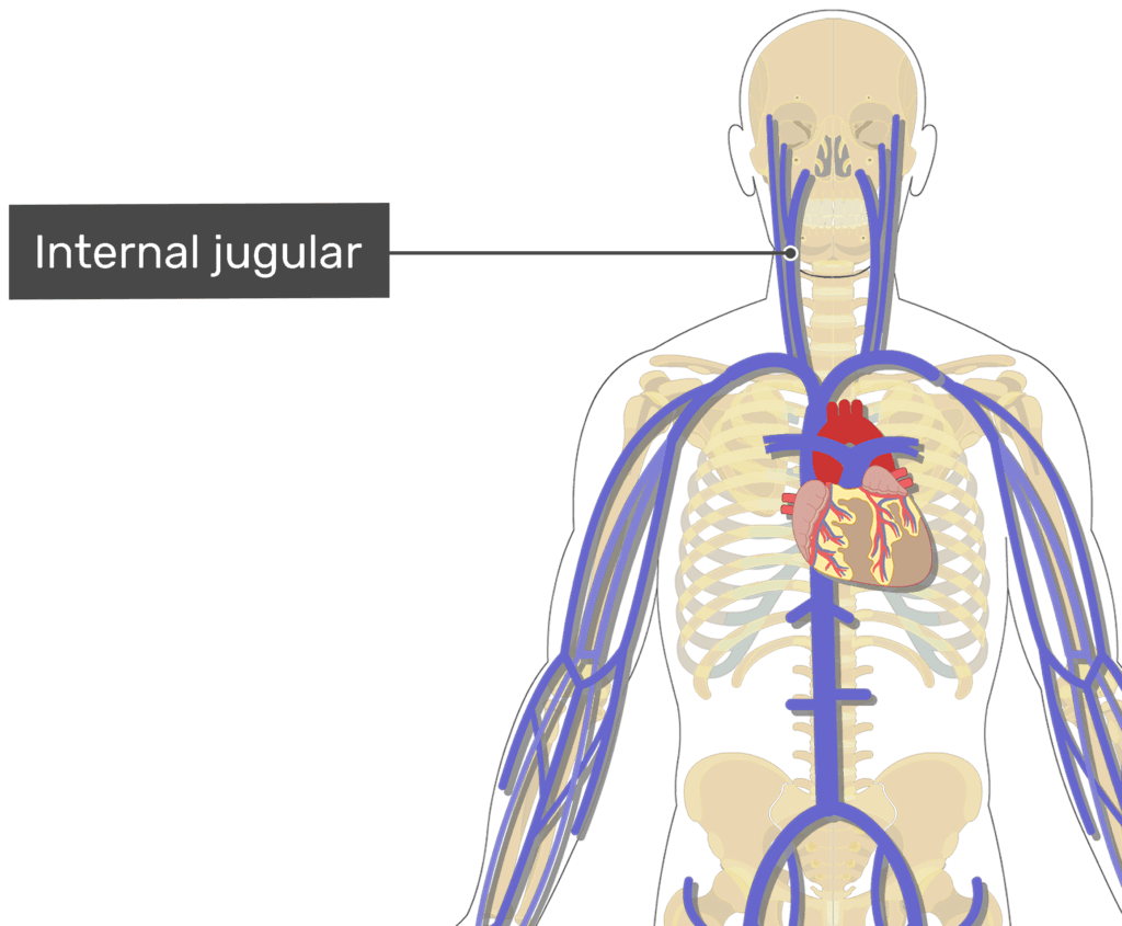 Internal Jugular Vein Anatomy Pulsatile Vessel: Carotid Artery Or