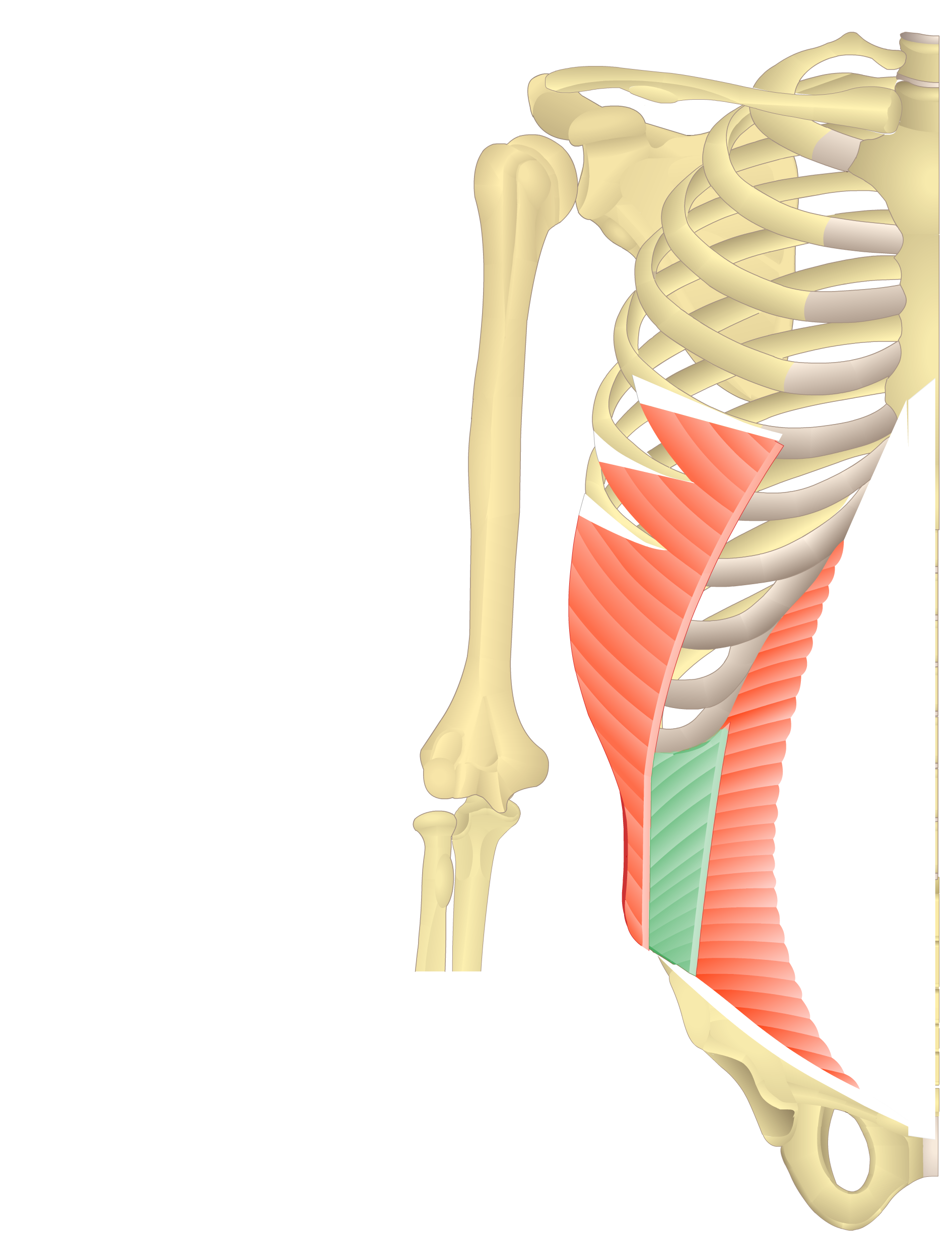 External And Internal Oblique Muscle Origin And Insertion