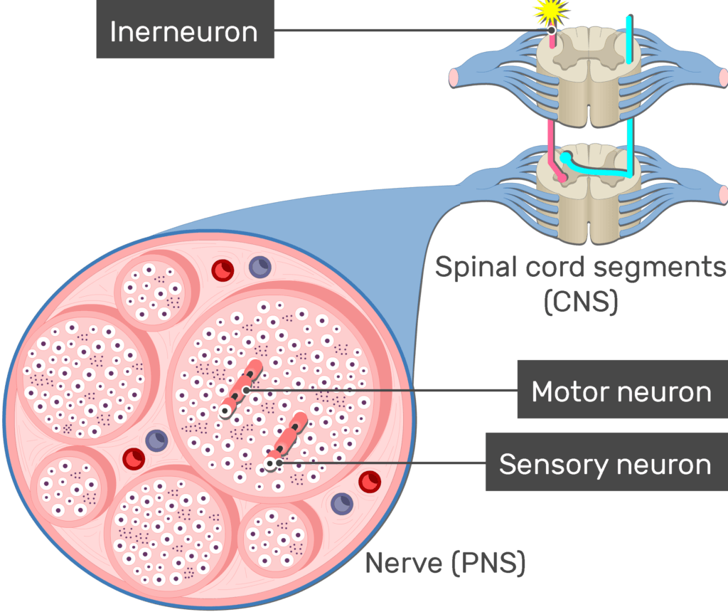 Interneuron Motor Neuron Sensory Neuron