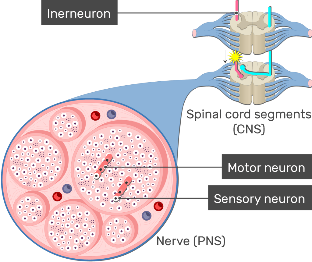 Motor Neurons Diagram