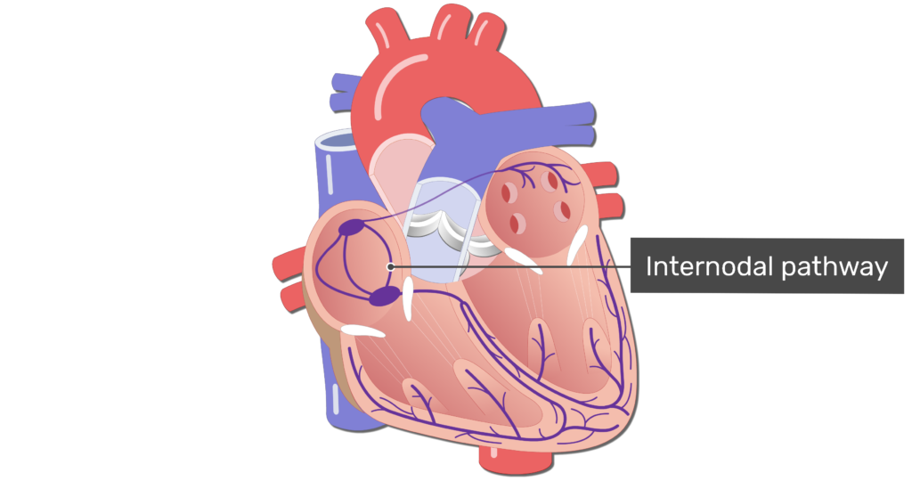 Heart Electrical System
