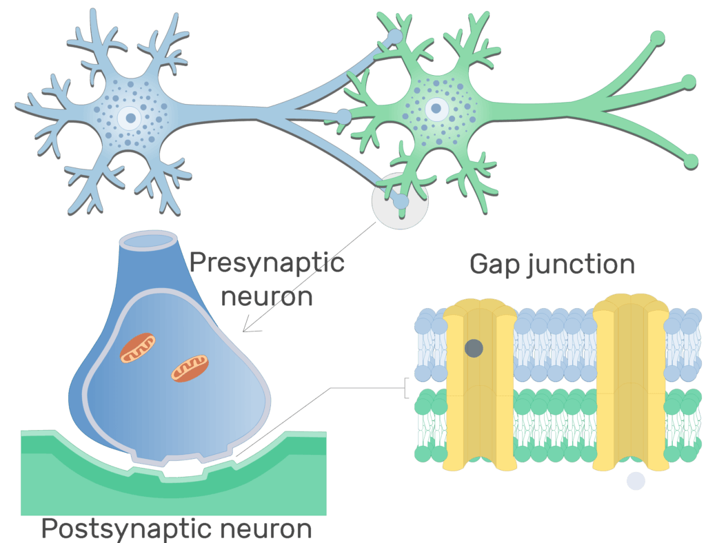 Electrical synapse: structure and labeled diagram | GetBodySmart