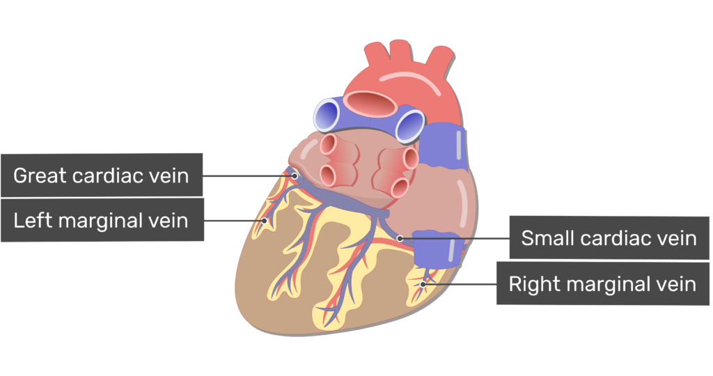 Coronary Veins