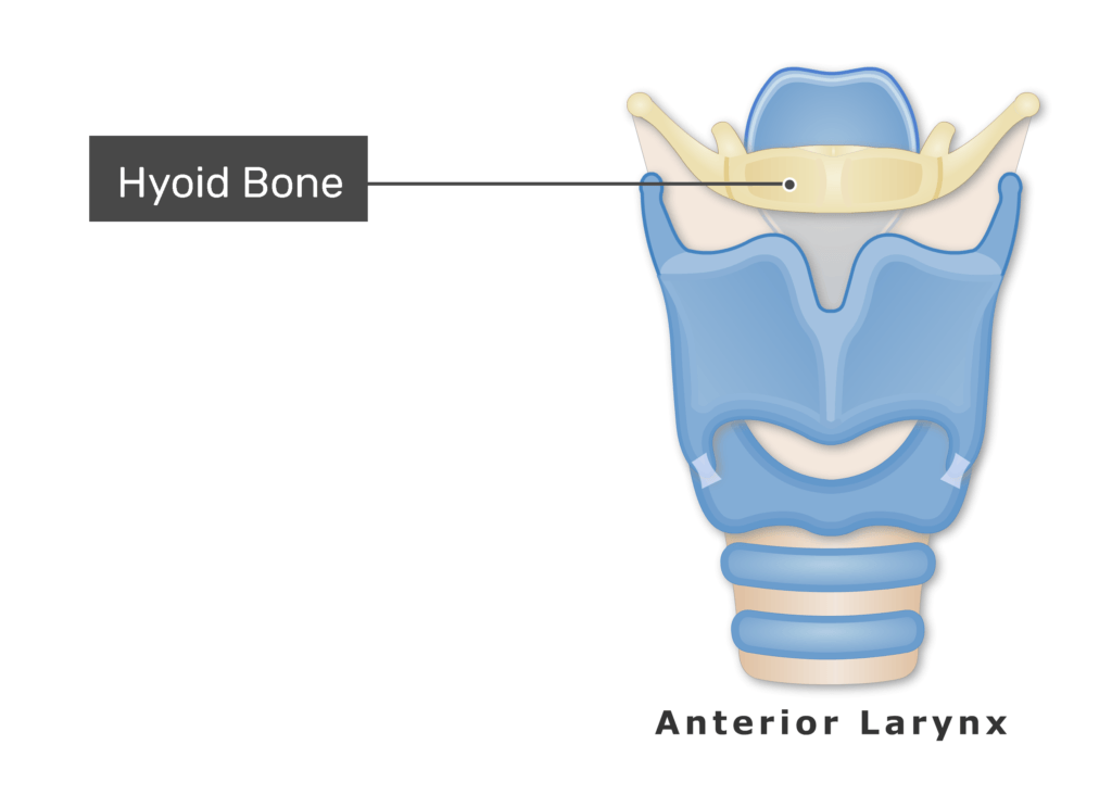 Thyroid and Cricoid Cartilages of the Larynx | GetBodySmart