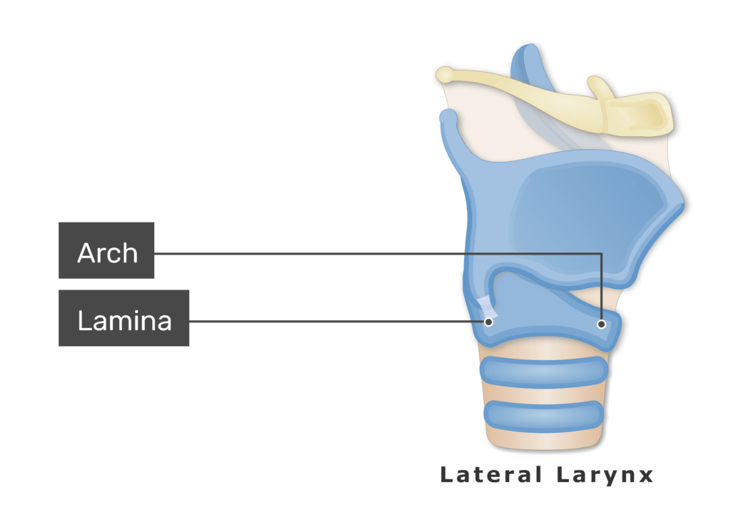 Lamina Cartilage Thyroid