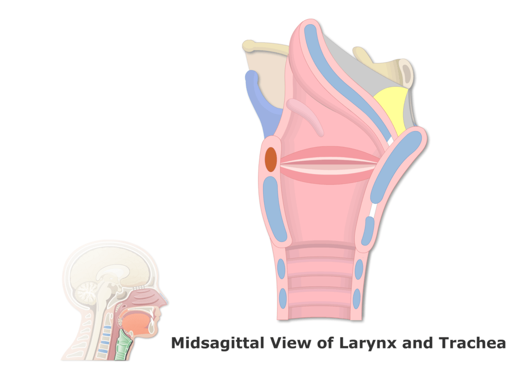 Larynx Diagram Larynx Anatomy Drawing