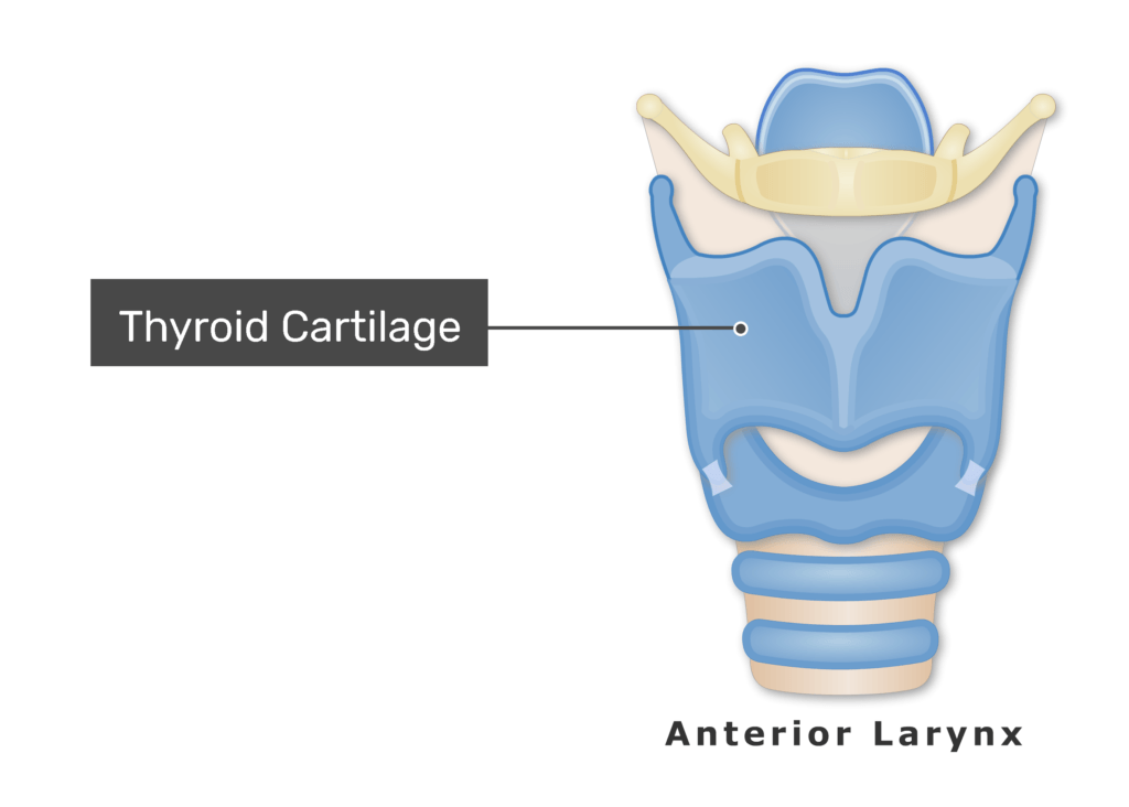 Thyroid Cartilage Anatomy 118 Thyroid Cartilage Stock Photos, High Res