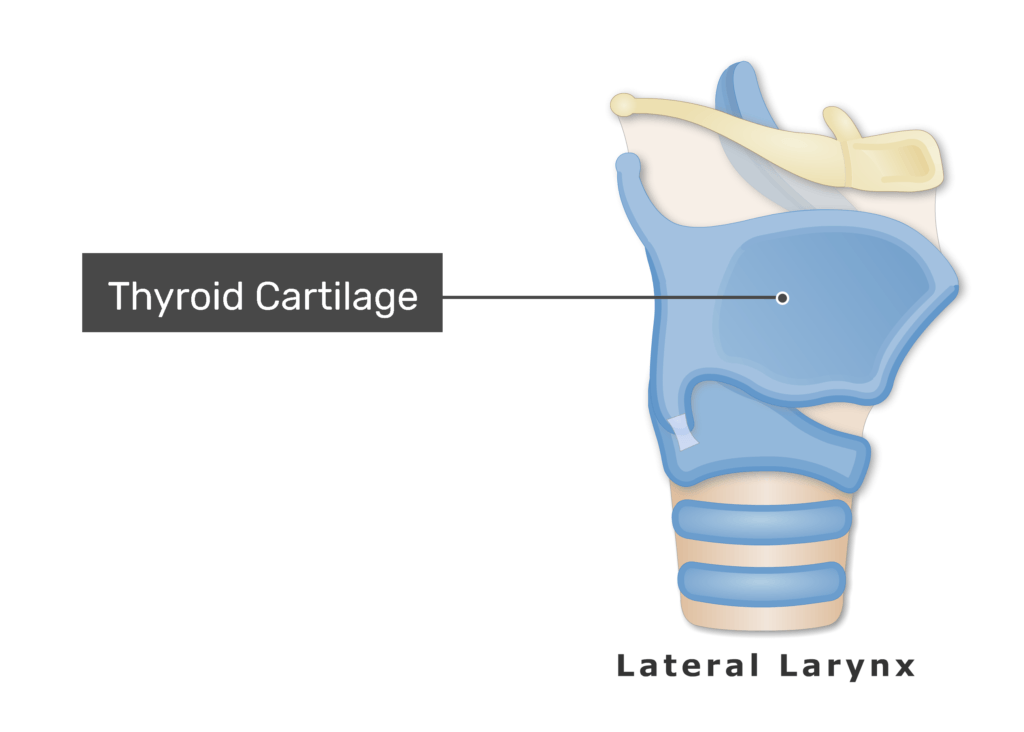 Posterior View Of Thyroid Gland