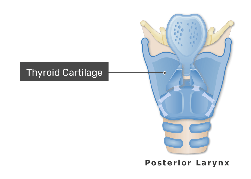 Thyroid Cartilage Posterior View Thyroid Cartilage: Structure And