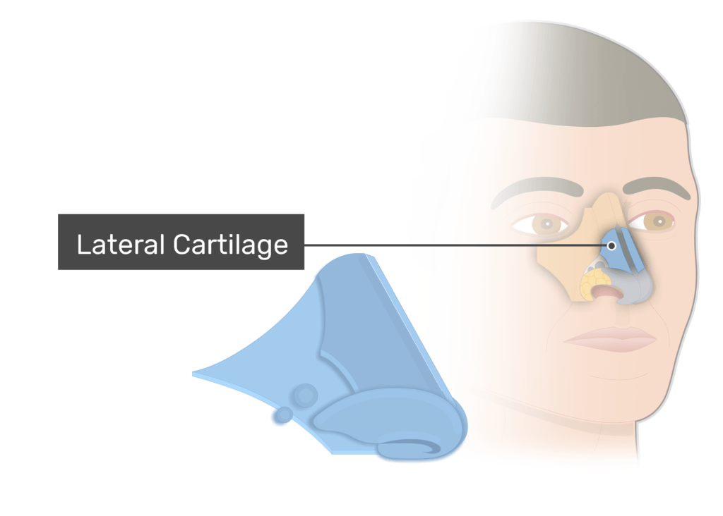 Supportive Cartilages And Bones Of The Nose GetBodySmart supportive-cartilages-and-bones-of-the-nose-getbodysmart