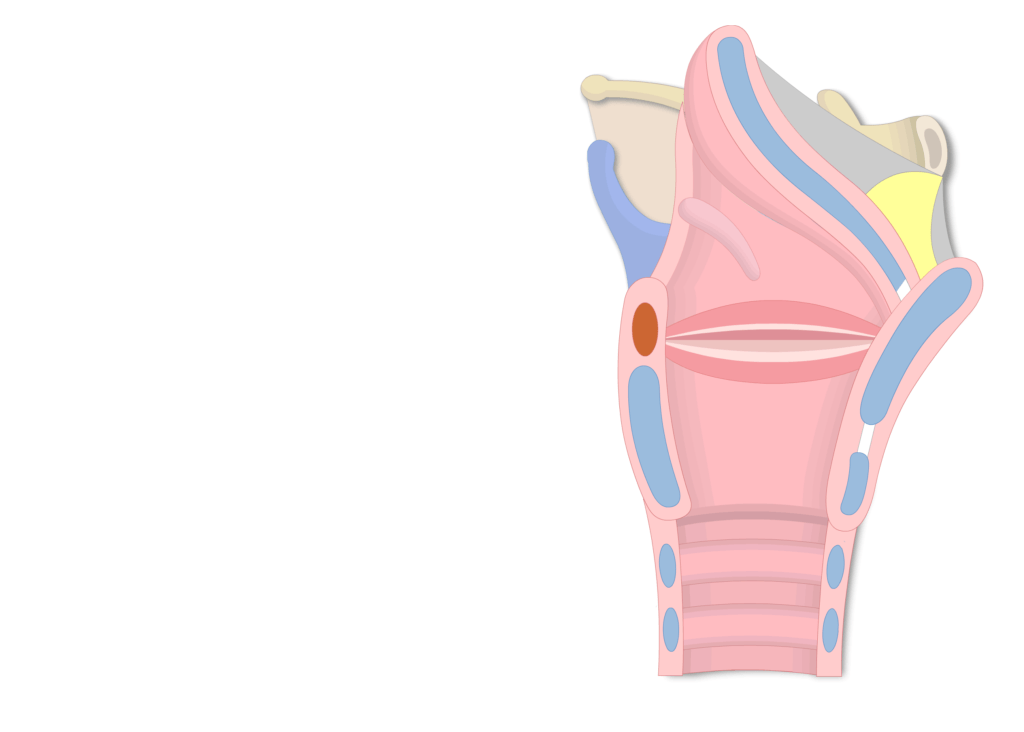 Epiglottis Larynx