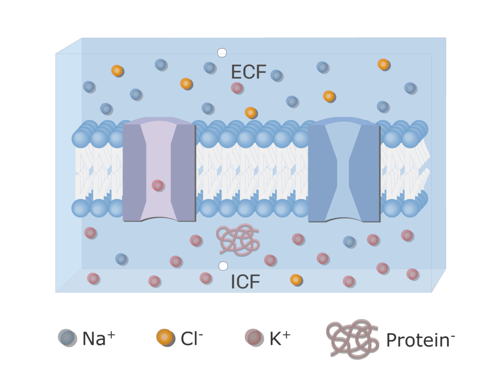 Drawing Ion Channel