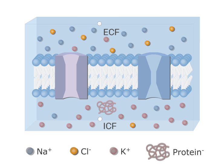 Channel proteins: diagram and functions | GetBodySmart