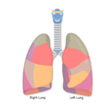 Lung Lobes and Fissures