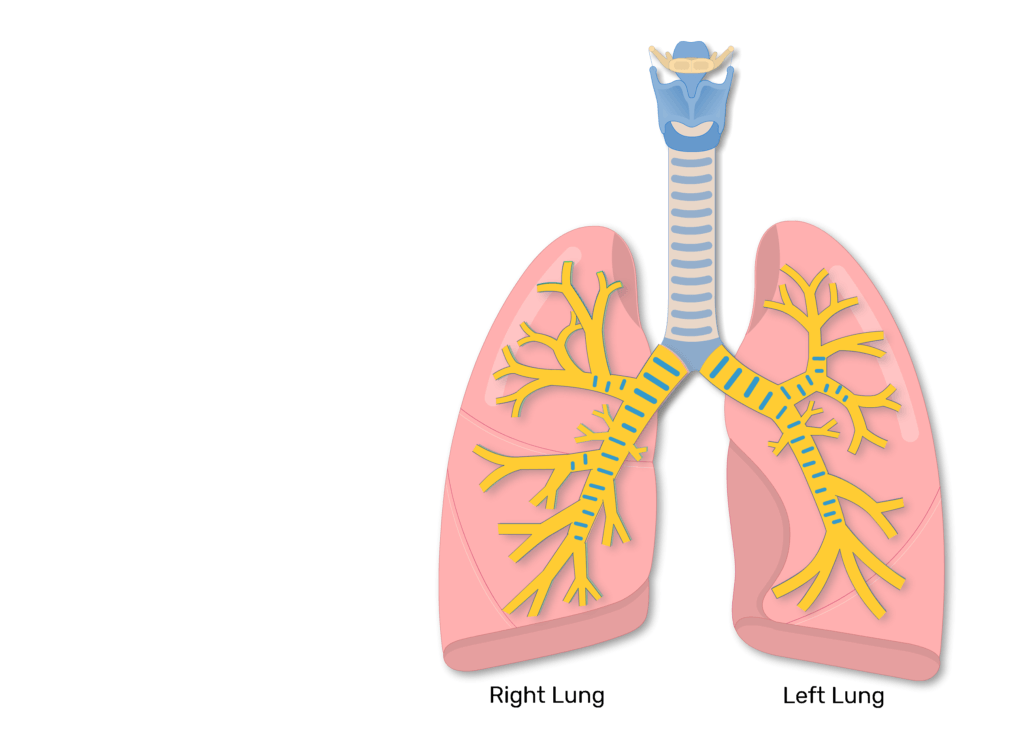 Bronchial Tubes Structure, Functions, & Location | Bronchus Anatomy ...