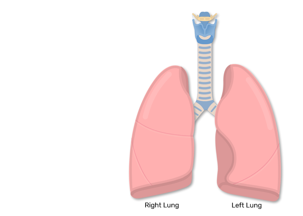 Bronchial Tubes Structure Functions Location Respiratory System