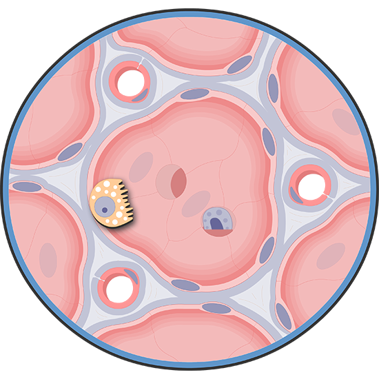 Lung alveoli: anatomy and labeled diagram | GetBodySmart