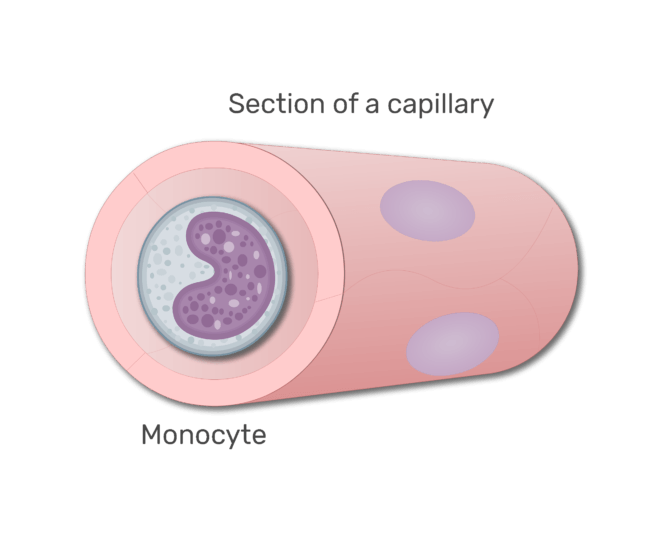 Blood cells and formed elements of the blood | GetBodySmart