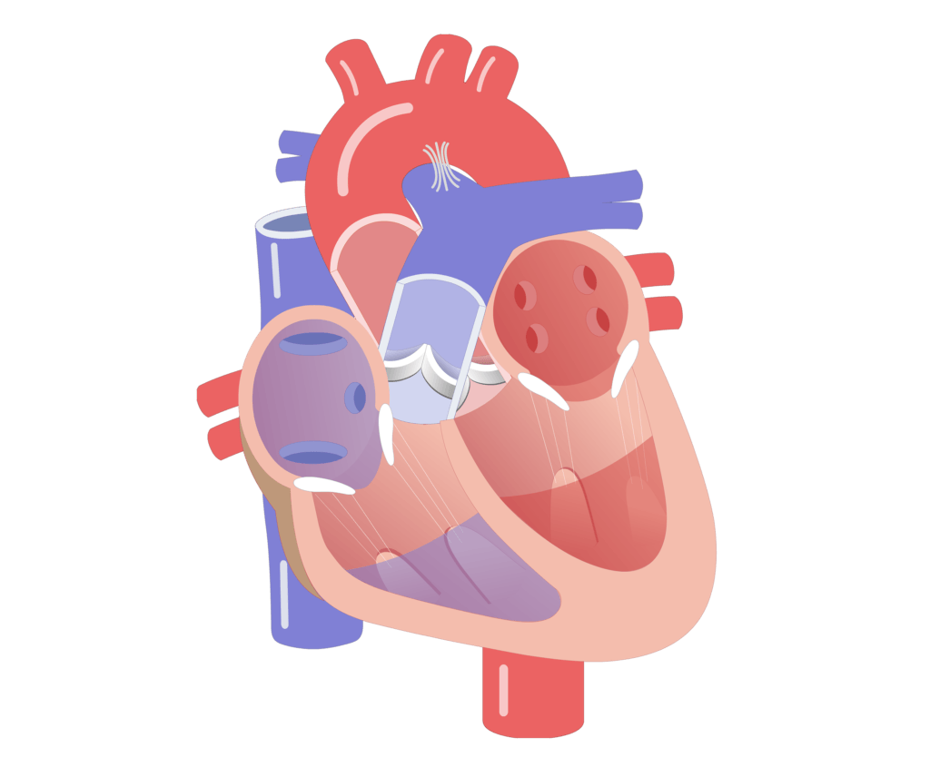 Phases of the Cardiac Cycle | GetBodySmart