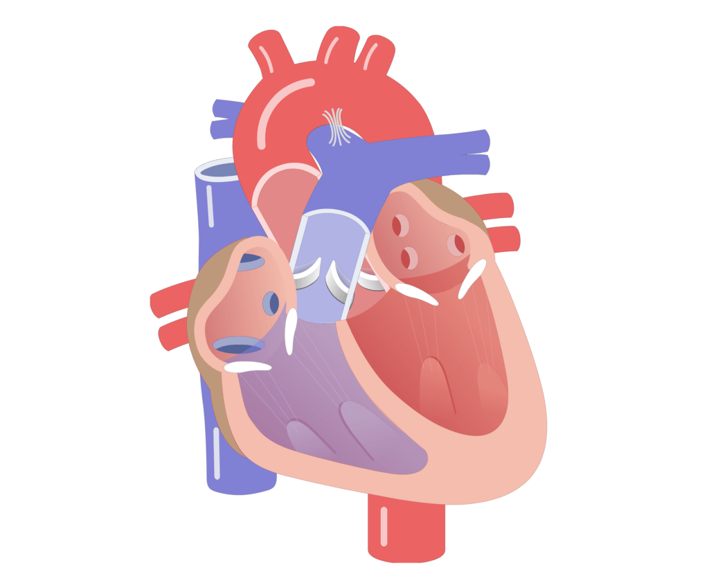 Heart Anatomy Animation How The Heart Works | Heart Foundation NZ
