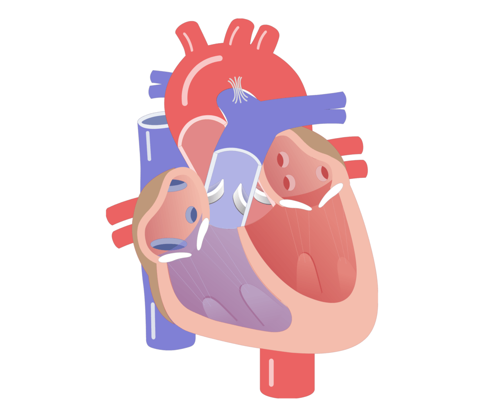 Cartoon Human Heart Diagram