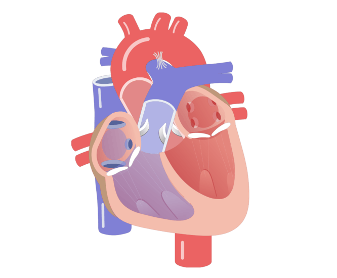 Phases of the Cardiac Cycle | GetBodySmart