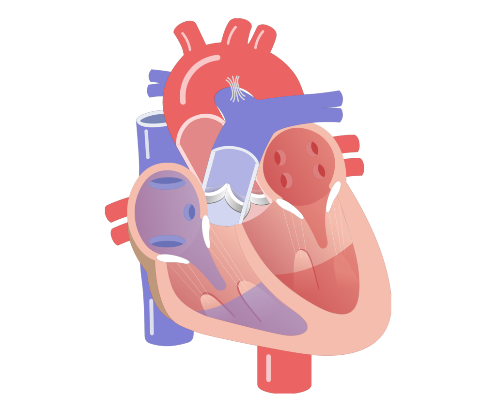 Human Heart Animation For Kids