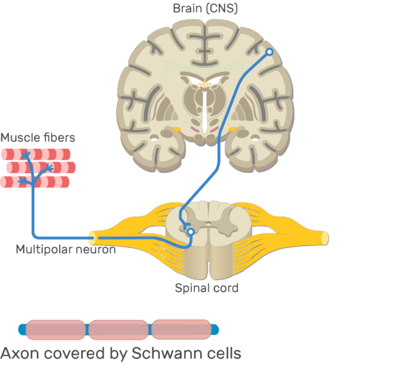 Multipolar Neurons - Structure, functions and diagram | GetBodySmart
