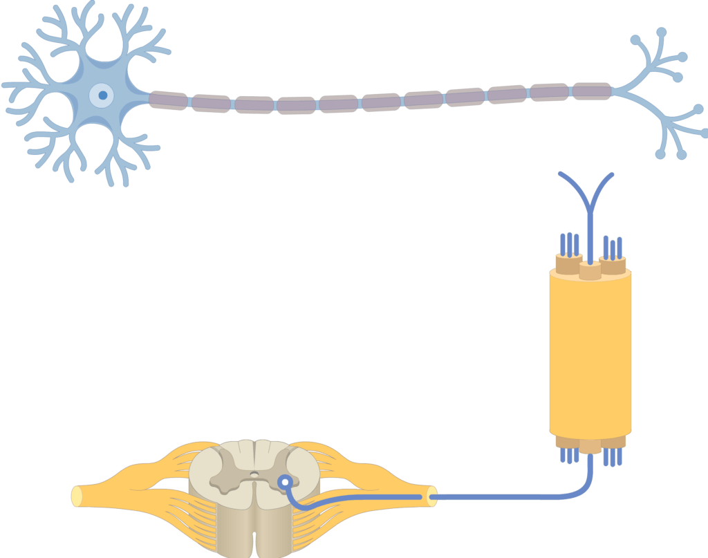 Multipolar Neurons - Structure, functions and diagram | GetBodySmart