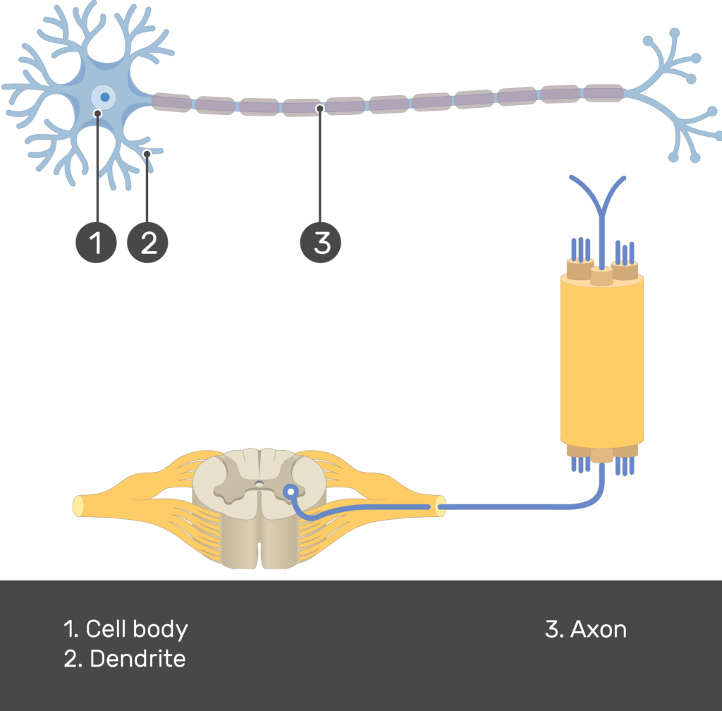 Multipolar Neuron Model