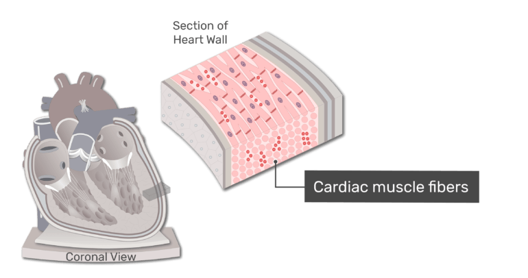 Layers of the heart wall and labeled diagram | GetBodySmart