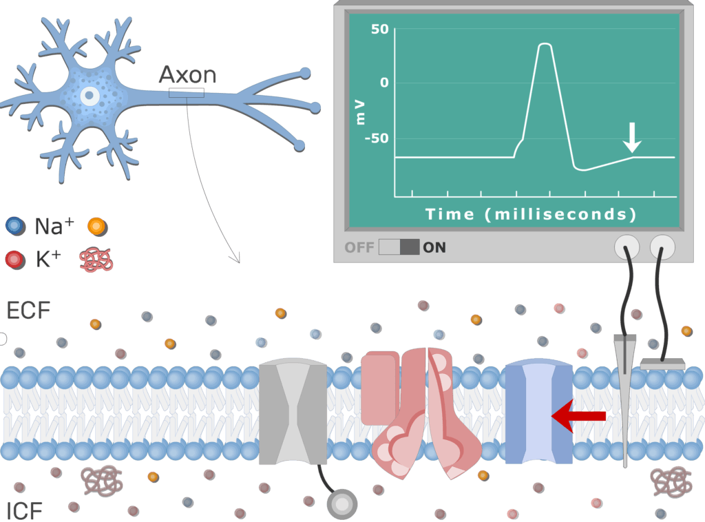 Action Potential Graph Generation Of Action Potentials. A)