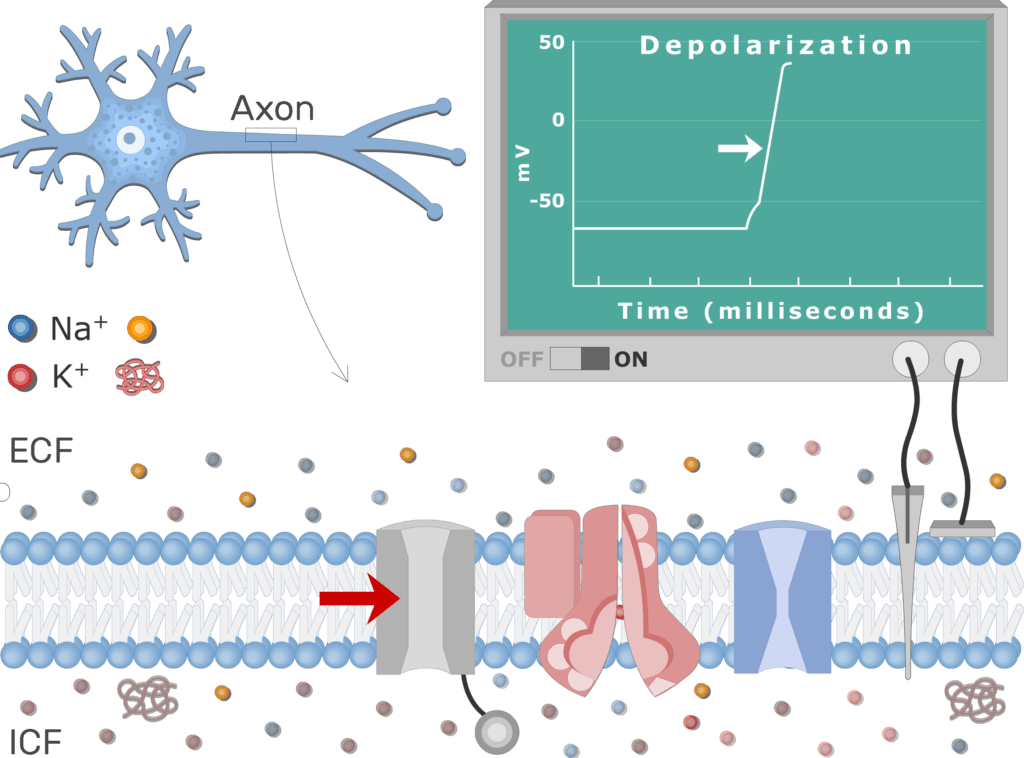 Action Potential Propagation Steps