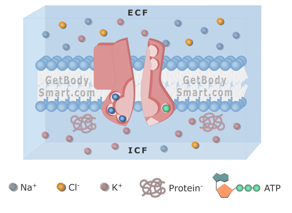 Sodium Potassium Pump In Neurons The Sodium Potassium Pump