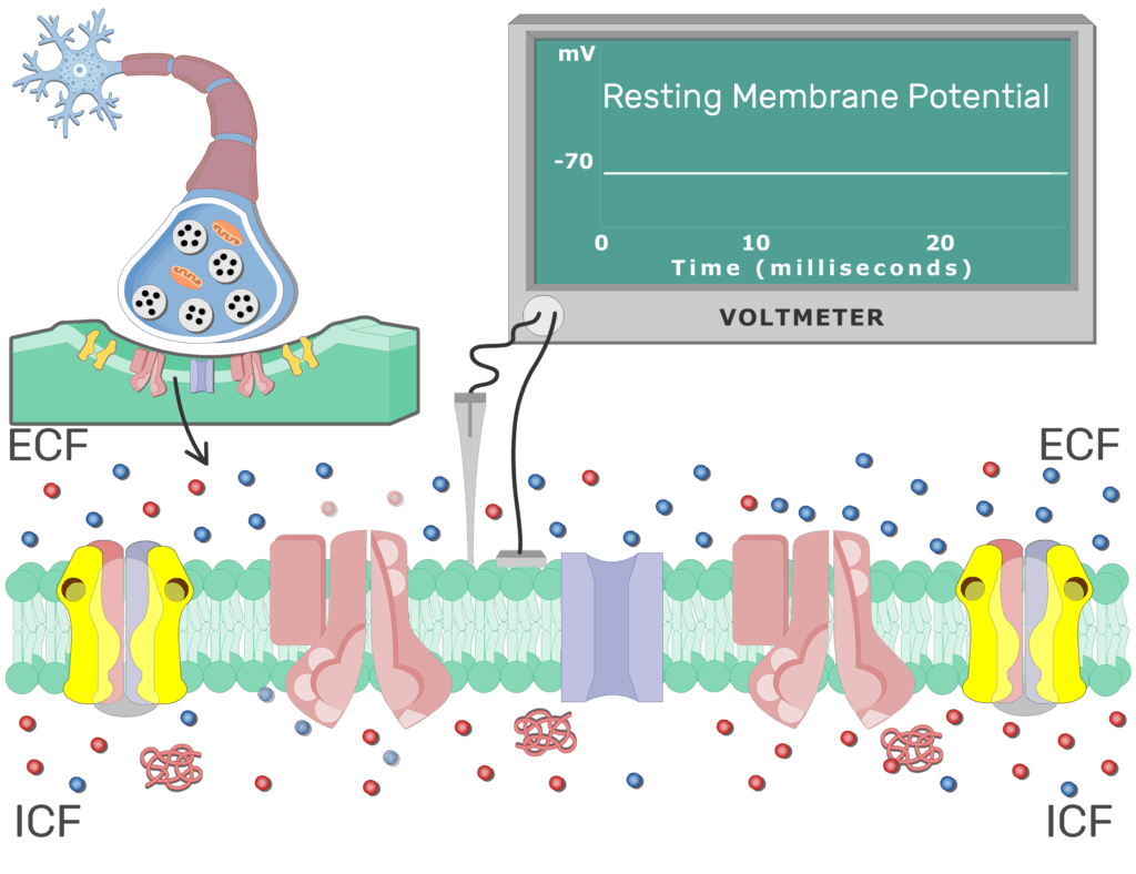 Sodium Potassium Pump Neuron