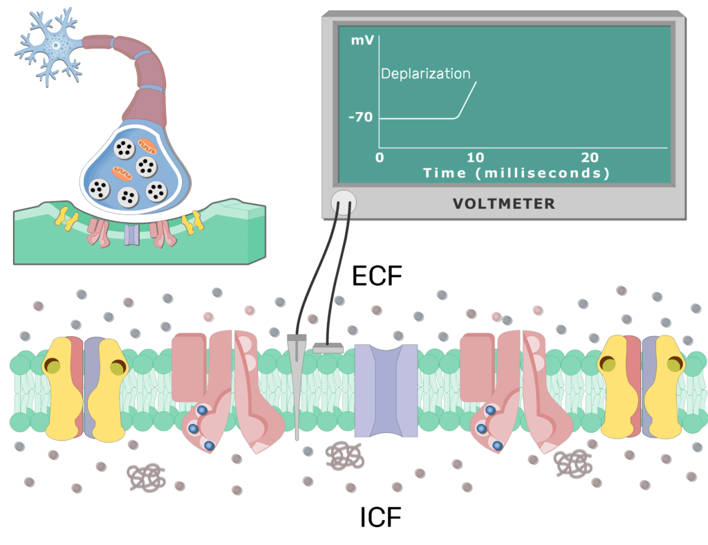 Depolarization And Repolarization Of A Neuron