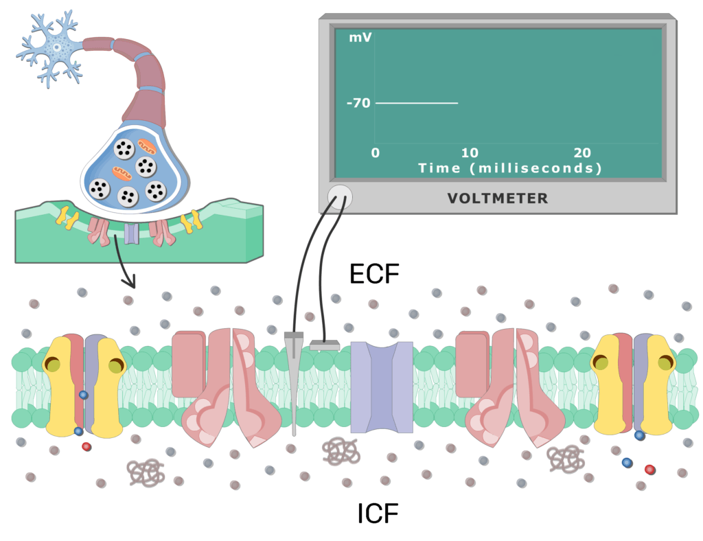 Postsynaptic neuron depolarization | GetBodySmart