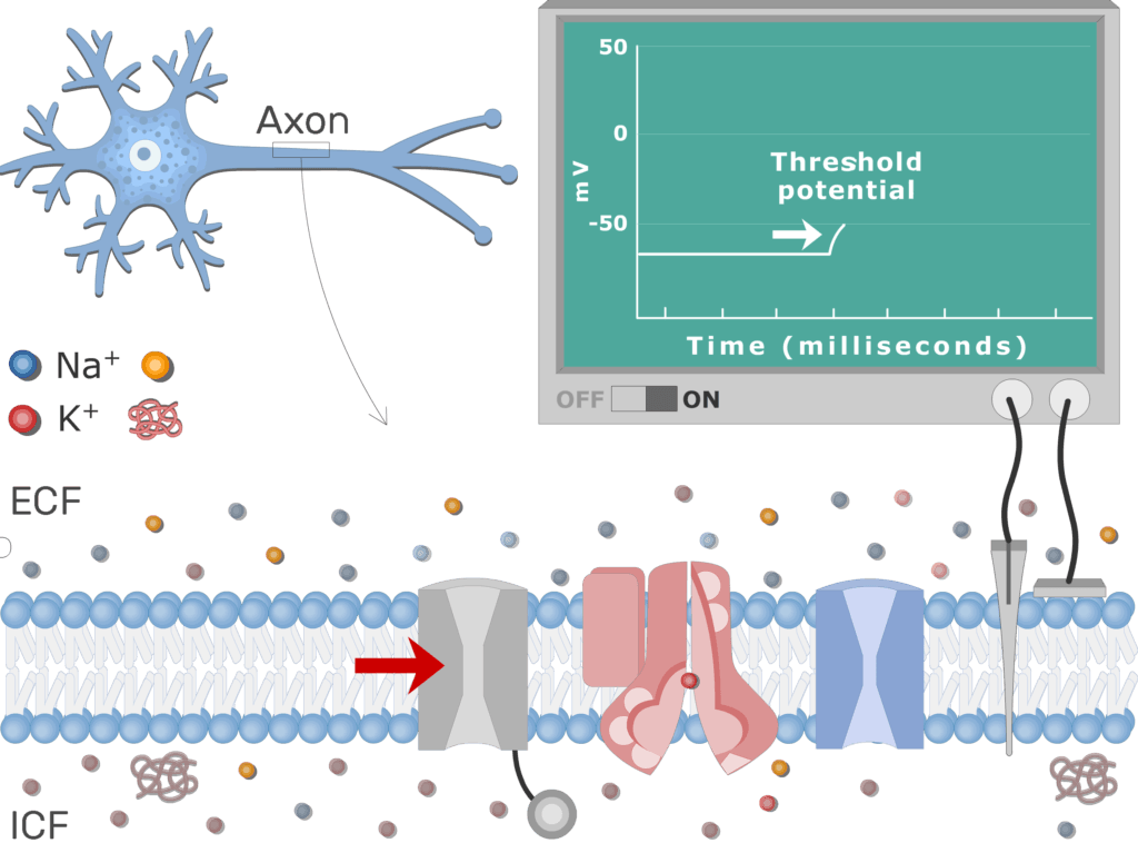 Action Potential