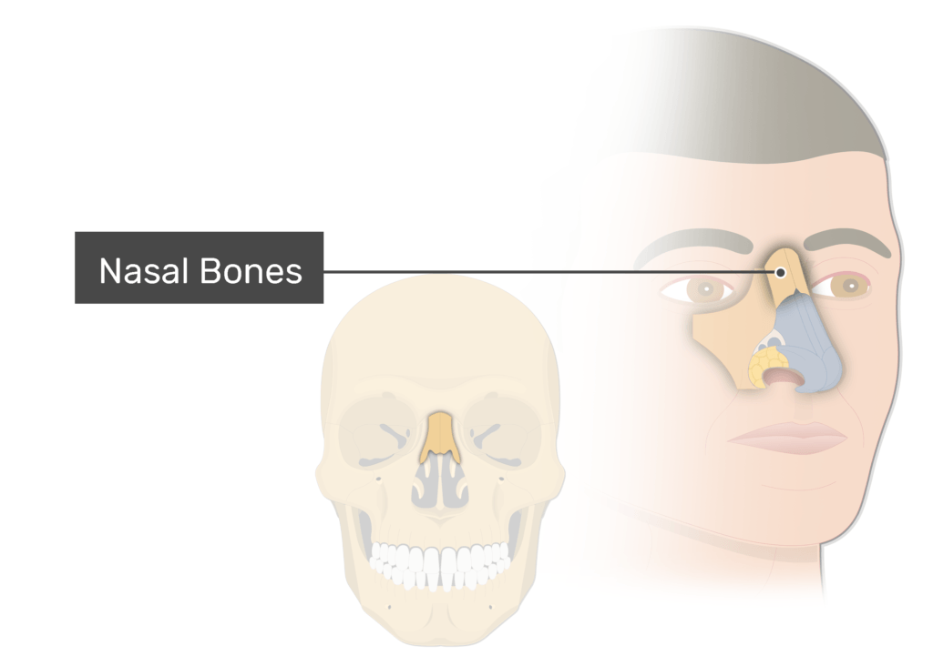 Sinus Bones