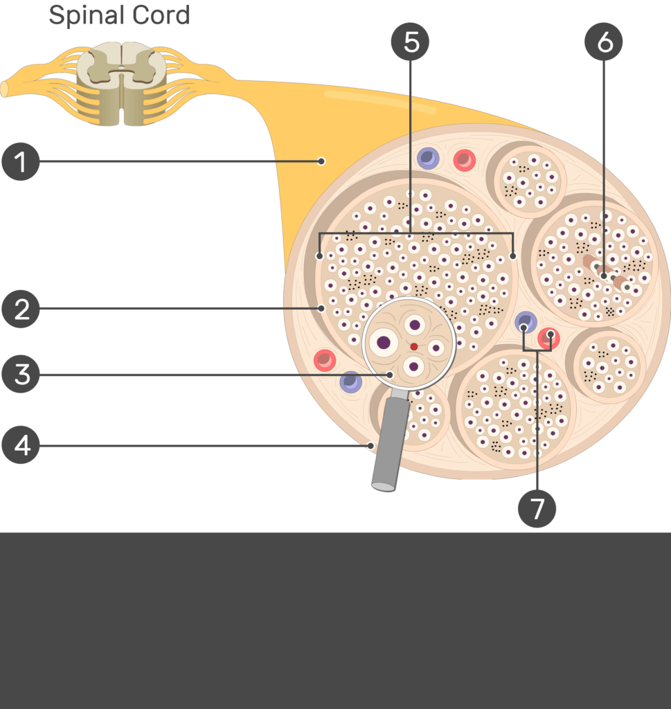 Nerve Structure (Anatomy and diagram) | GetBodySmart