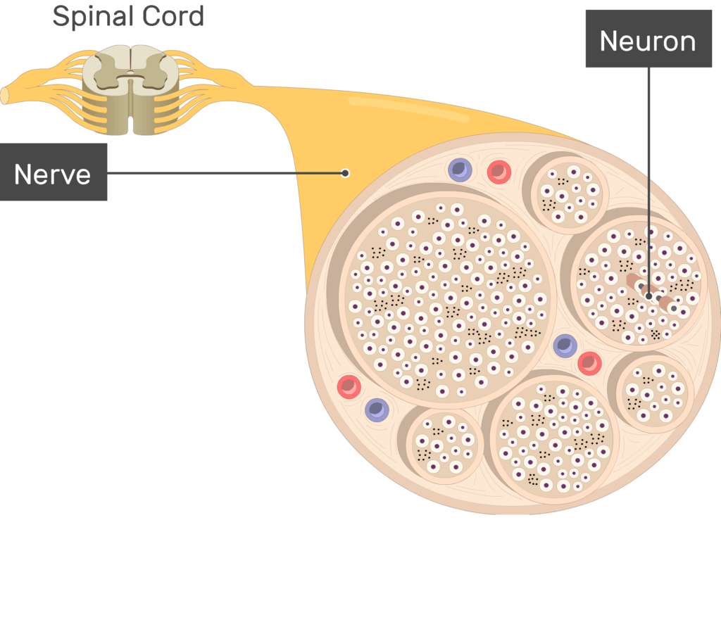 Nerve Structure (Anatomy and diagram) | GetBodySmart