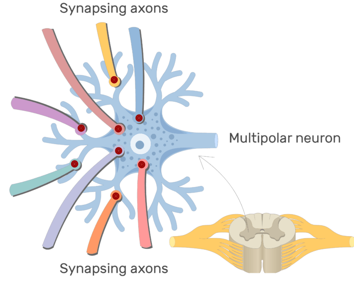 Multipolar Neurons - Structure, functions and diagram | GetBodySmart