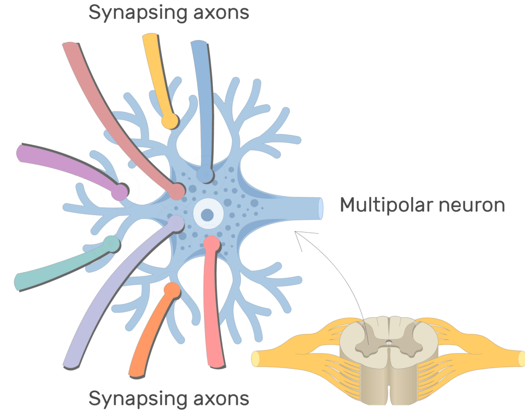 Multipolar Neuron Model