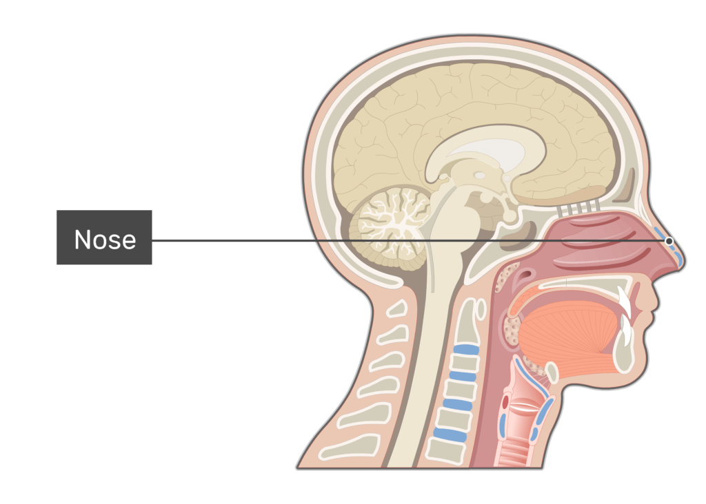 The Nasal Cavity Structure Vasculature Innervation 44 Off