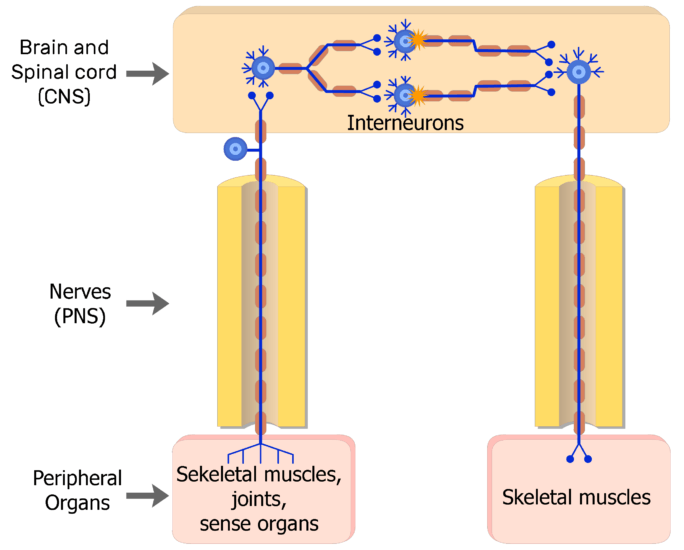 Somatic nervous system: definition and function | GetBodySmart