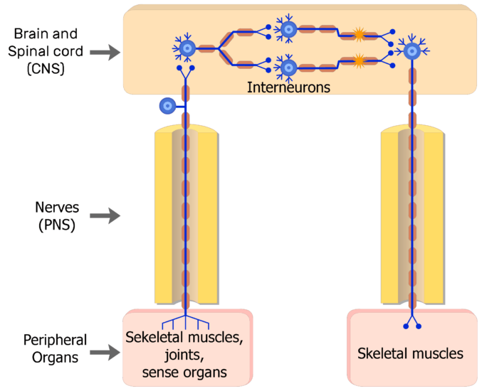 Somatic nervous system: definition and function | GetBodySmart