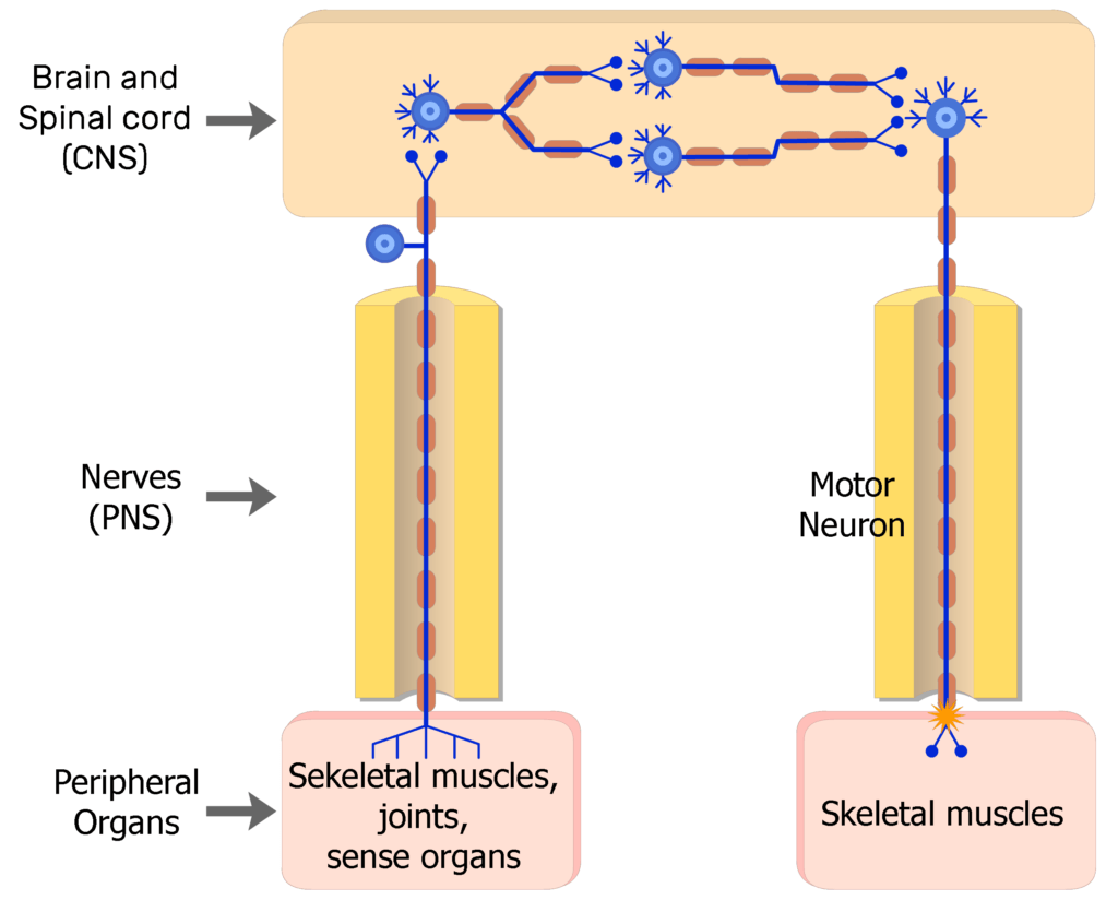 Somatic nervous system: definition and function | GetBodySmart