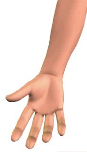 Palmaris Longus Muscle | GetBodySmart