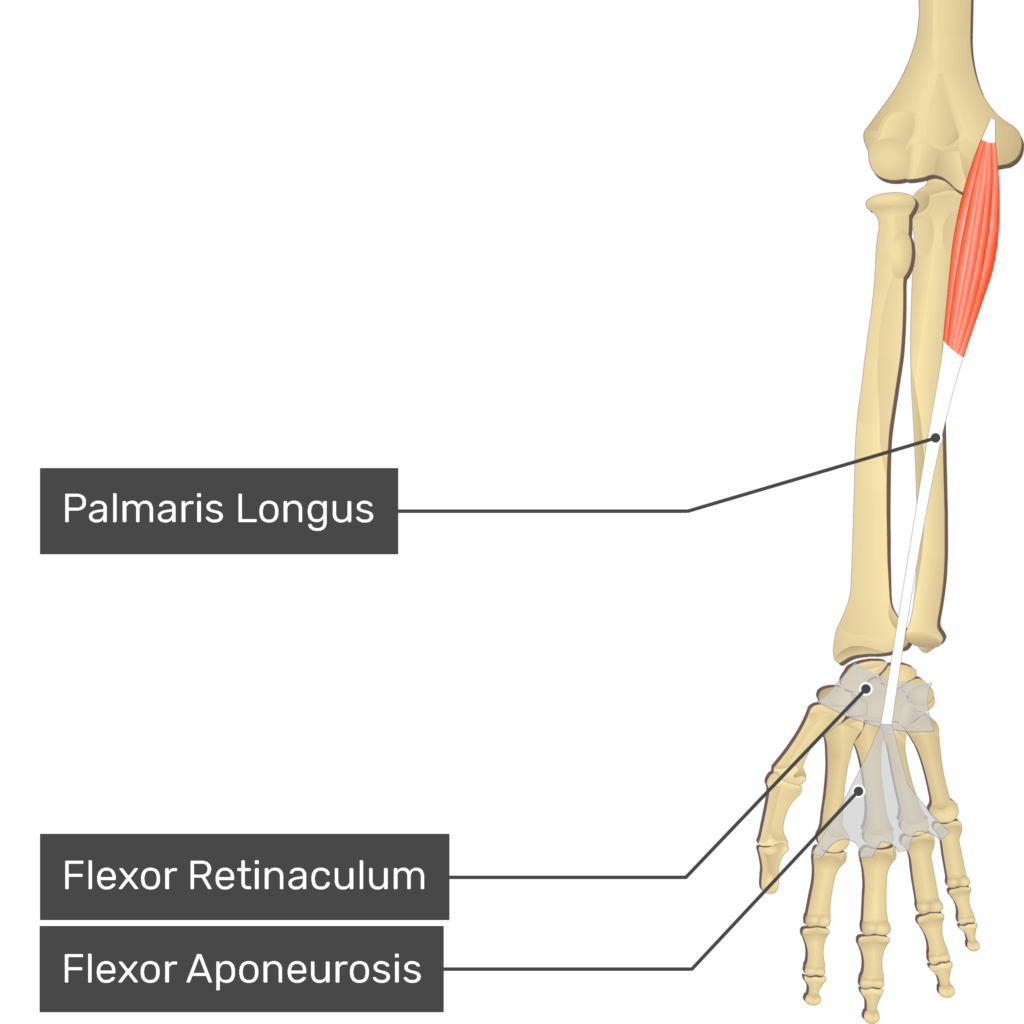 Palmaris Longus Origin And Insertion